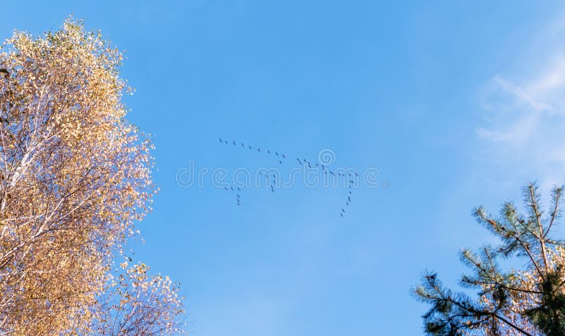 Birds Fly Away To Warmer Climes Stock Photo - Image of morning, autumn ...