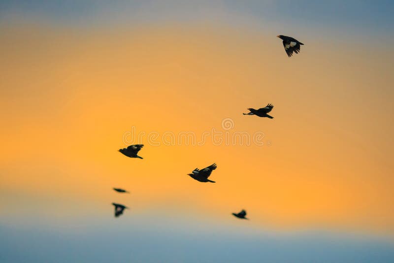 Birds fly back home stock photo. Image of egglaying, disambiguation ...
