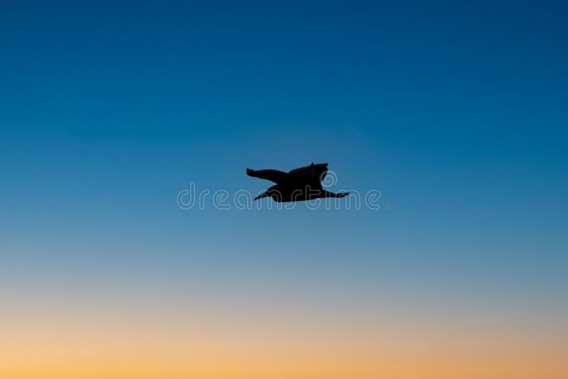 Birds Fly Back To Nest in the Evening Stock Image - Image of close ...