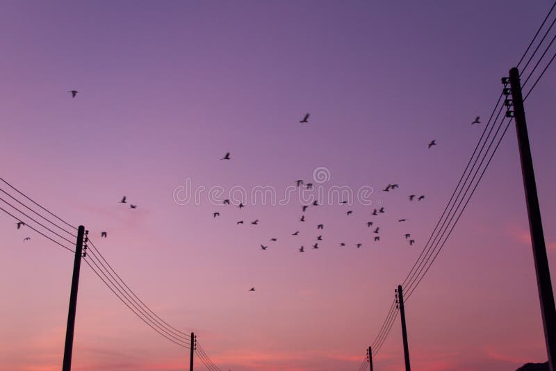 Birds fly back to the nest stock photo. Image of blue - 85318774