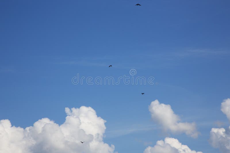 Birds Fly in the Blue Sky . Bright Blue Sky with White Fluffy Clouds ...
