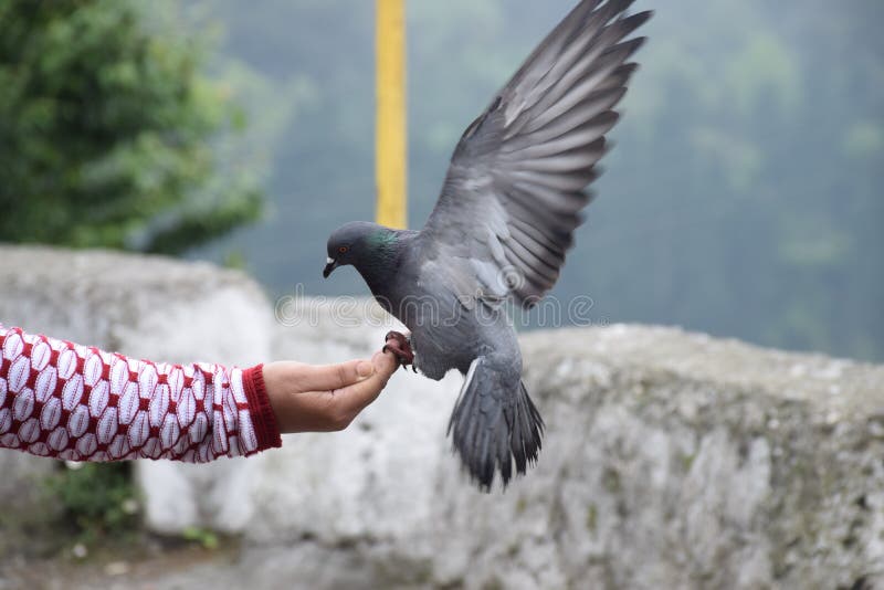 Flying birds stock photo. Image of catch, birds, ends - 188999614