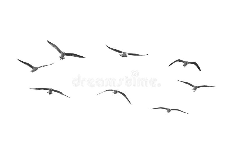 Birds Fly on Clear Sky (b&w) Stock Photo - Image of object, group: 77616596
