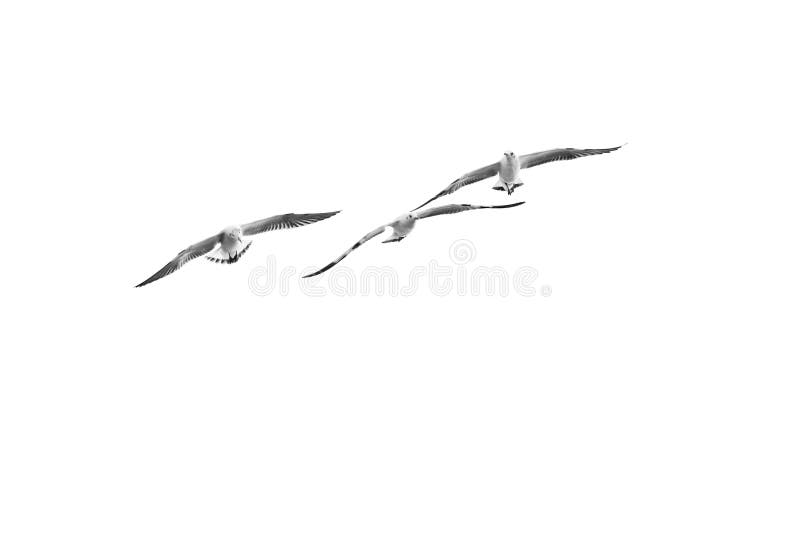 Birds Fly on Clear Sky (b&w) Stock Photo - Image of life, colleagues ...