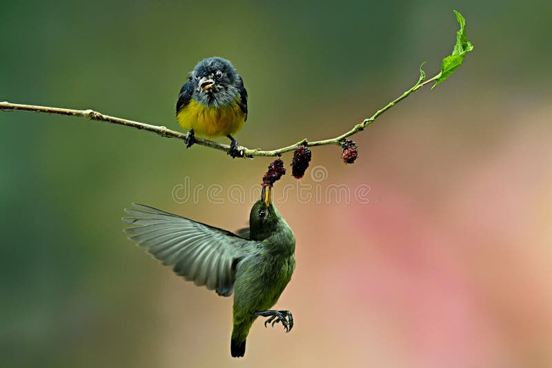 Birds Fly while Eating Fruit Stock Image - Image of animal ...
