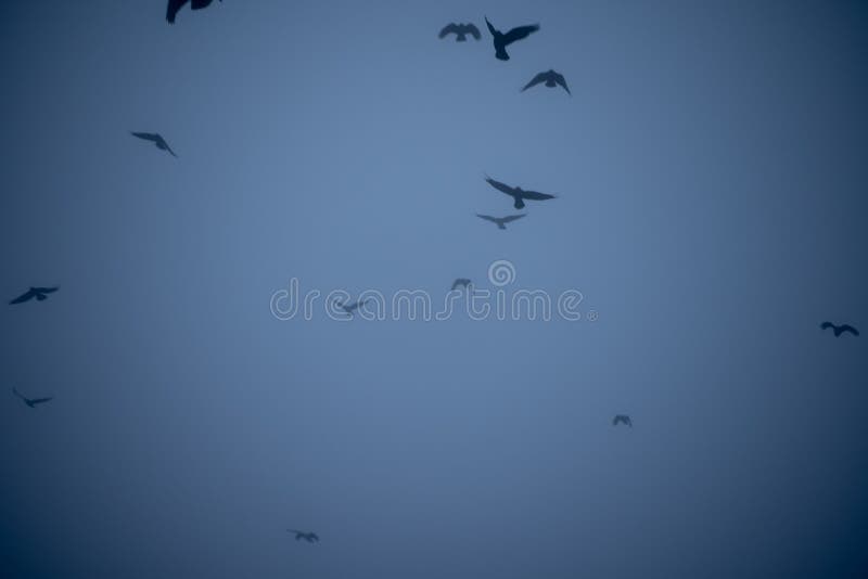 Birds fly in the fog stock photo. Image of cloudscape - 203913940