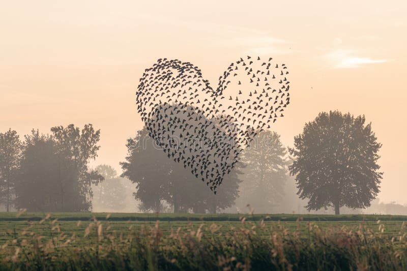 Birds Fly in Heart-shaped Formation, Creating a Romantic and Serene Sky ...