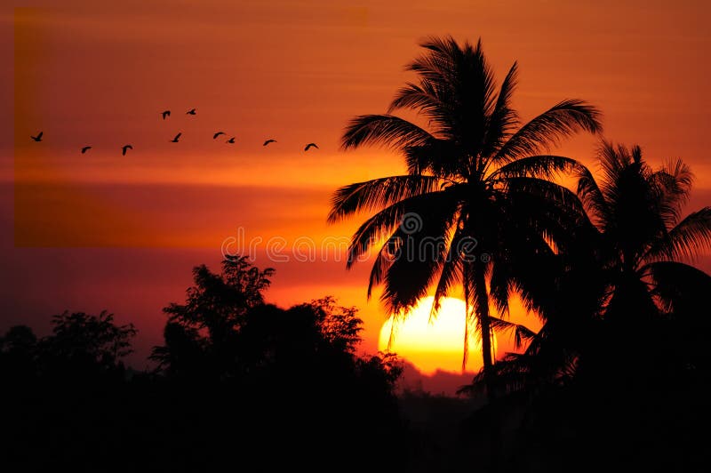 Birds Fly Home Picture. Image: 17868736