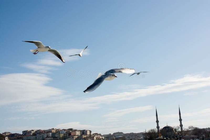 Birds fly in Istanbul stock photo. Image of stand, feather - 80450290