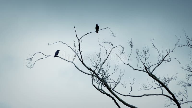 Birds Fly Off Tree Branches Stock Footage - Video of isolated, wings ...