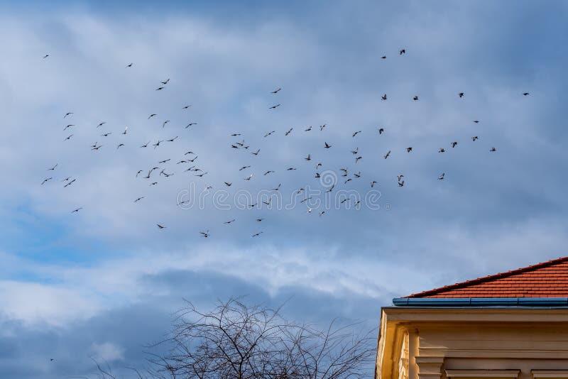 Birds Fly Over the House with the Blue Sky Background Stock Photo ...