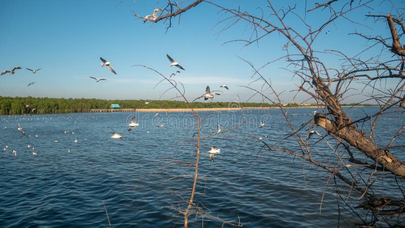 Birds fly over the river stock photo. Image of marine - 82822986