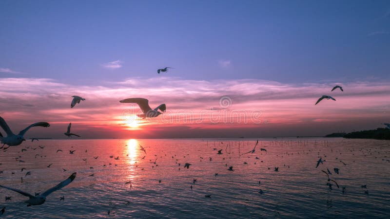 Birds fly over the river stock photo. Image of scenery - 82822650