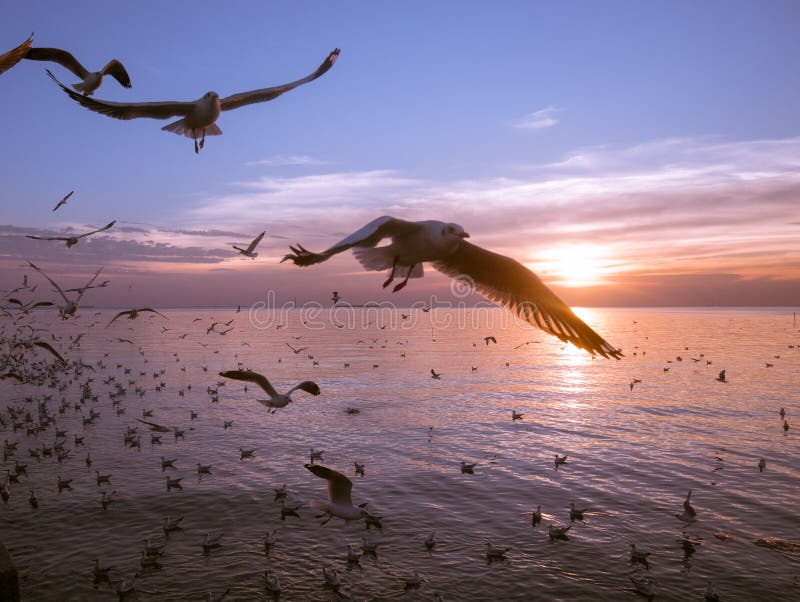 Birds flying over a river stock photo. Image of birds - 87782102
