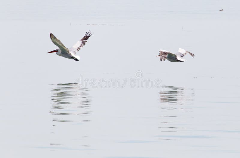 Birds Fly Over the Surface of the Water Stock Image - Image of animals ...