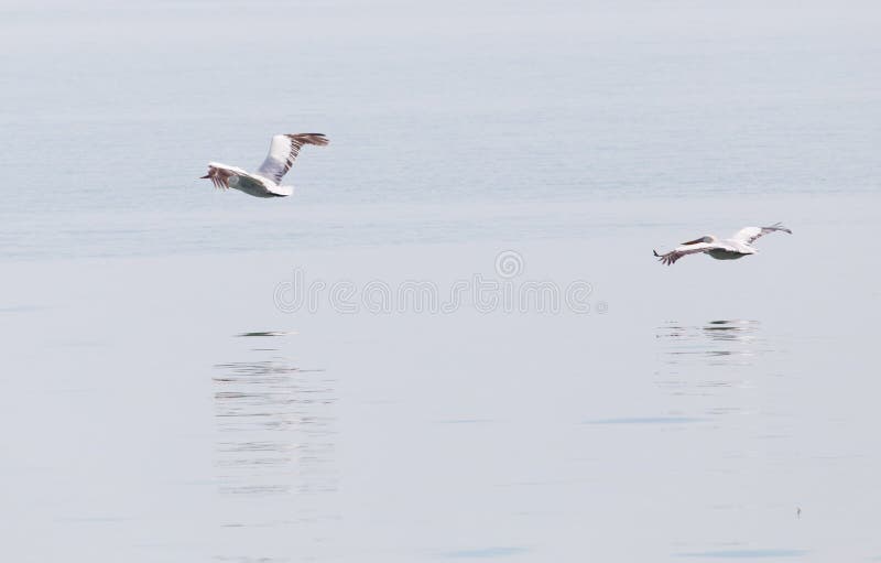 Birds Fly Over the Surface of the Water Stock Image - Image of arctic ...