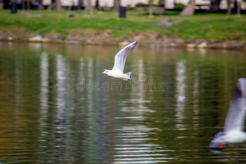 Birds fly over the water stock image. Image of flies - 142875845