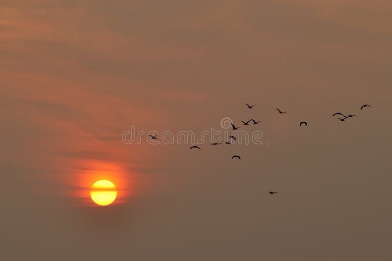 Birds Fly in the Sky at Dusk the Sun is about To Fall Stock Image ...