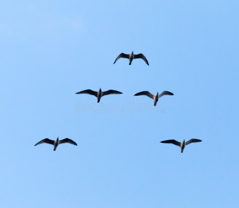 The Birds Fly South in the Sky Stock Photo - Image of south, view ...