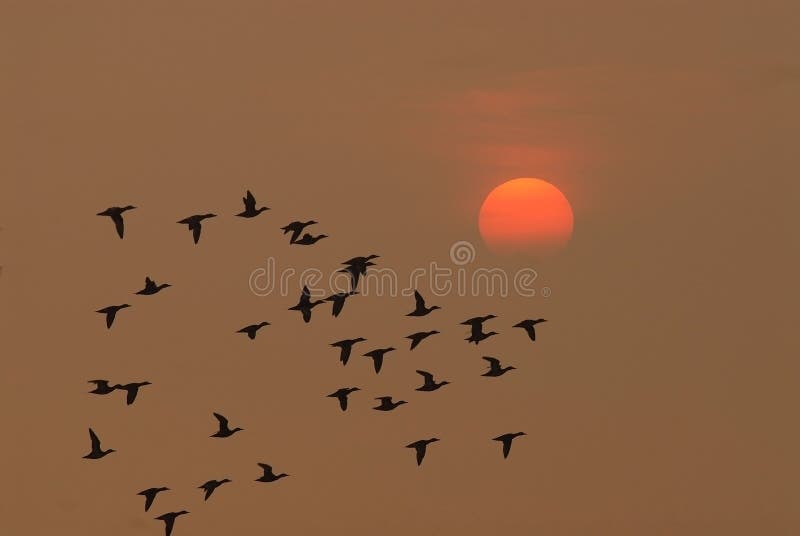 Birds Fly in the Sky at Sunset Stock Image - Image of warm, morning ...