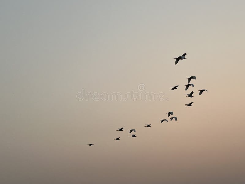 Birds Fly Sunset Background Stock Image - Image of shap, backgrou ...