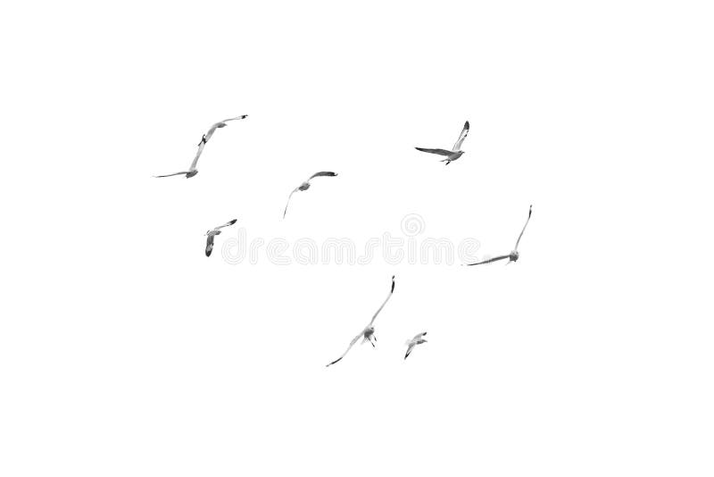 Feather Turning Birds Drawing Stock Photos - Free & Royalty-Free Stock ...