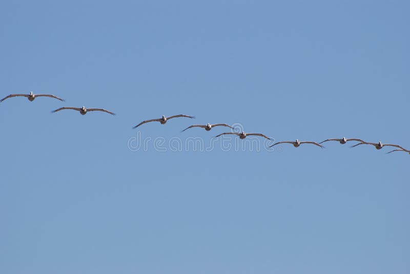 Birds on a line stock image. Image of flying, line, birds - 7546023