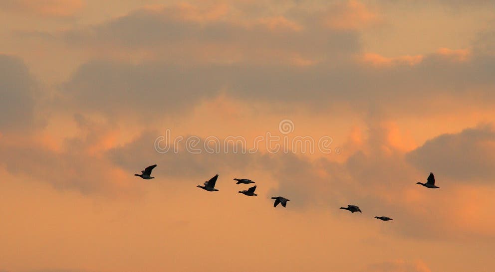 2,379 Teamwork Birds Stock Photos - Free & Royalty-Free Stock Photos ...