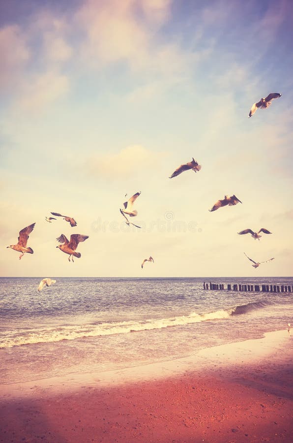 Birds Flying Above a Beach at Sunset. Stock Photo - Image of water ...