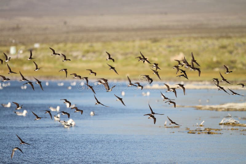 Birds Flying Above the Lake Stock Image - Image of doves, evening: 68135825