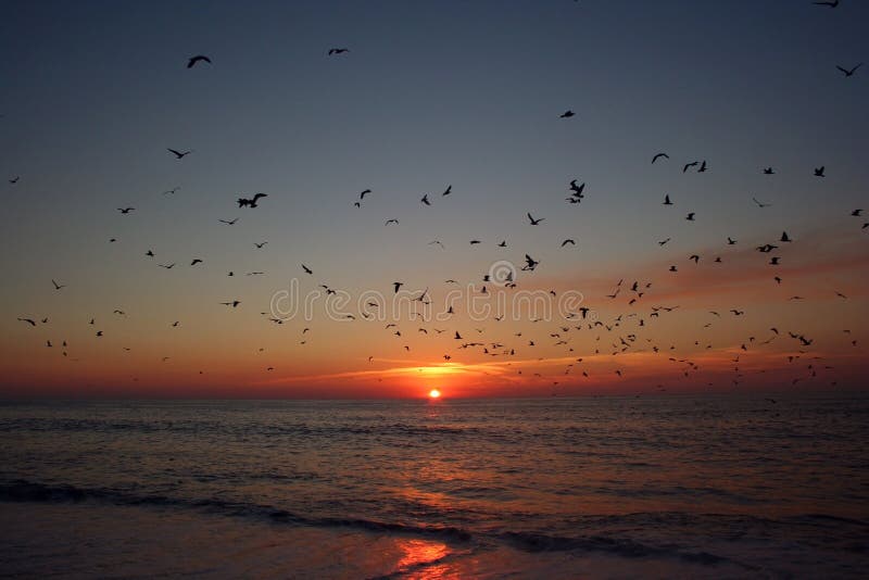 Birds flying above the sea stock image. Image of blue - 4150247