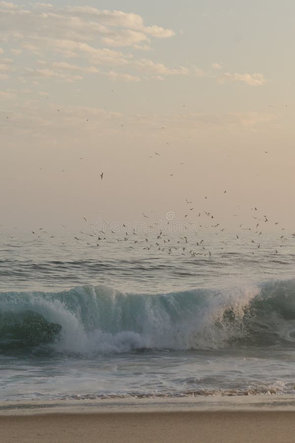 Birds Flying Above the Waves Stock Image - Image of sand, beauty: 148482481