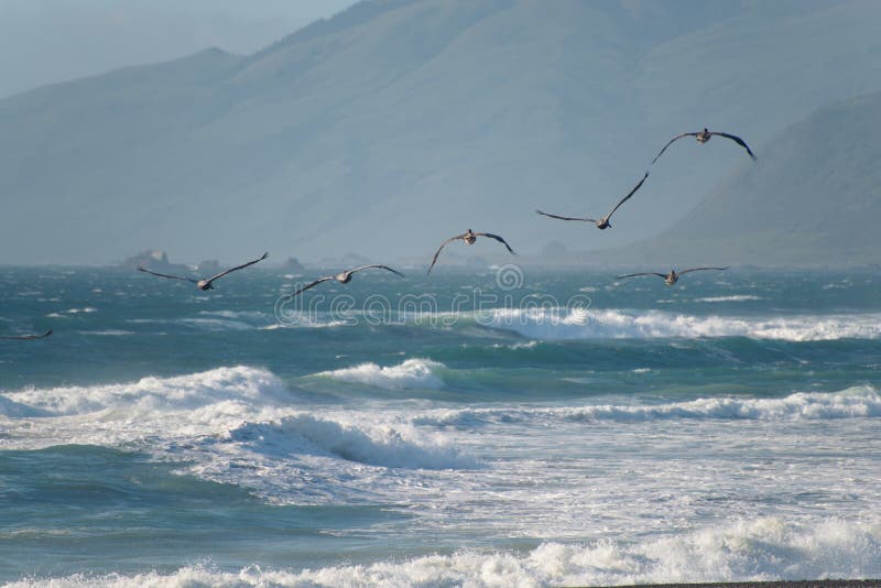 Birds Flying Above the Waves Stock Photo - Image of tide, wild: 49816656