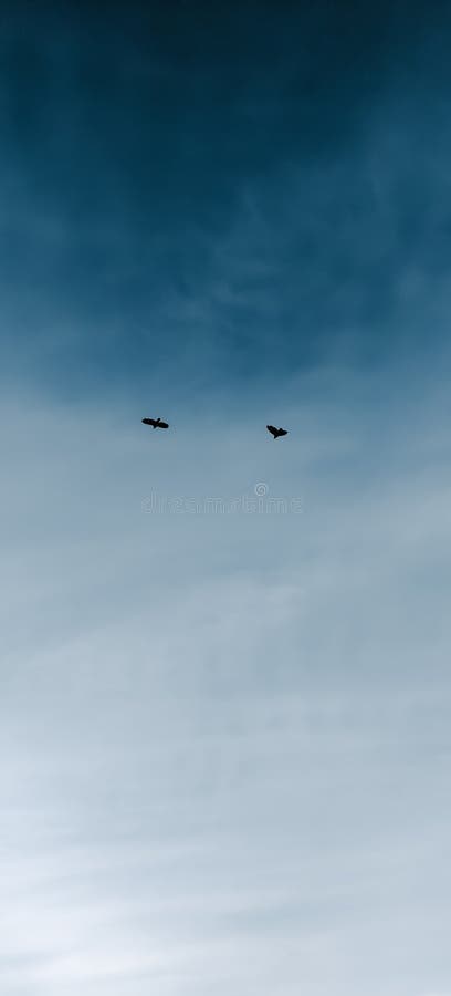 Birds Flying Across the Aky Stock Image - Image of flockofbirds, flying ...