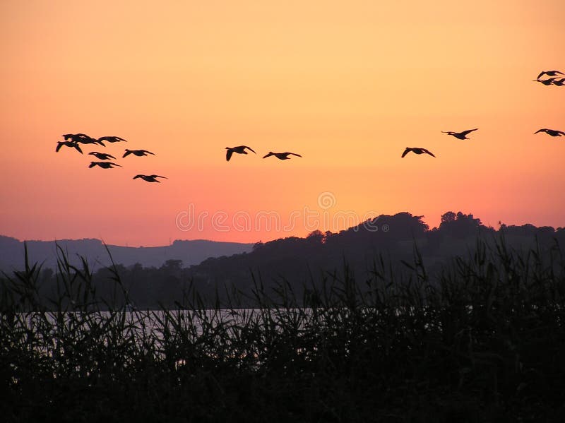 Birds Flying Across a Burning Sky Stock Photo - Image of trees, dusk ...