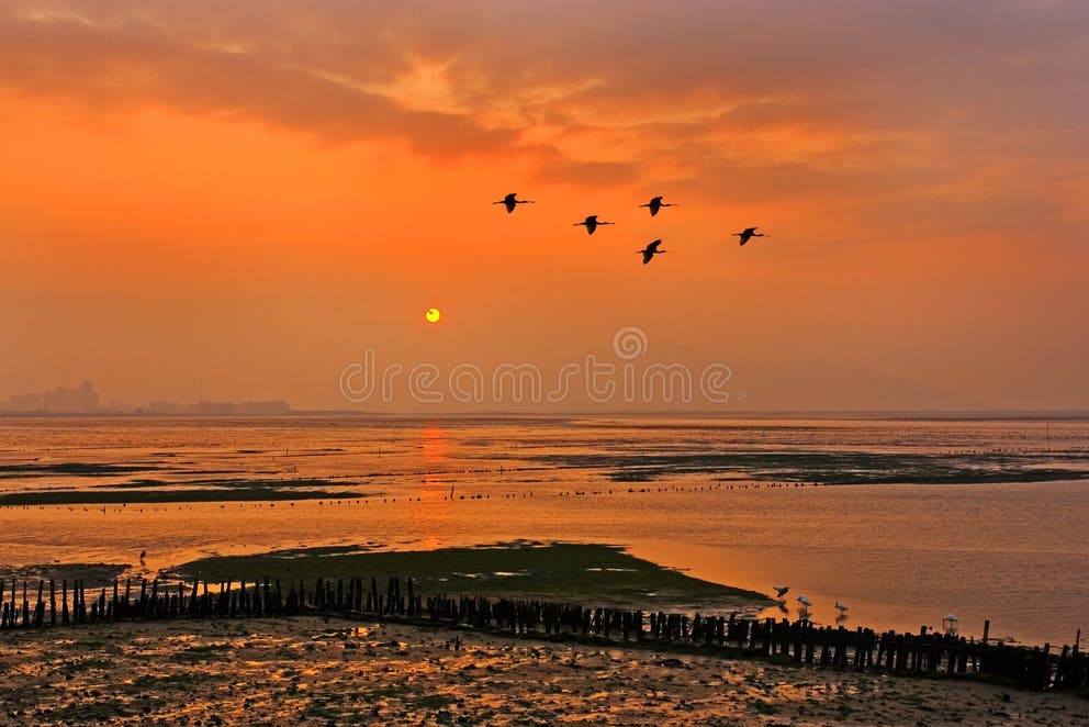 Birds flying stock photo. Image of away, flapping, fiery - 37282134