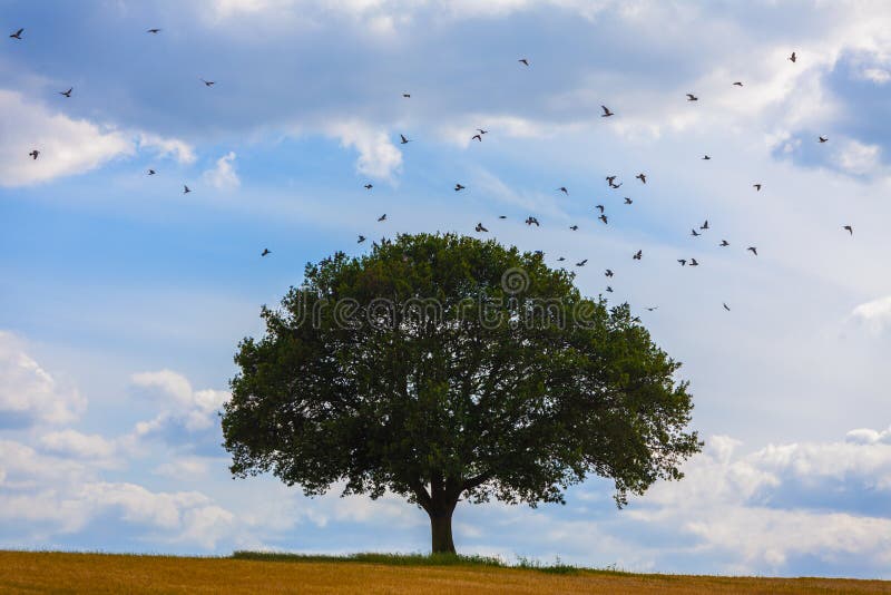 812 Birds Flying Around Tree Stock Photos - Free & Royalty-Free Stock ...