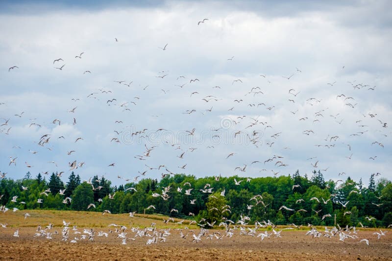 Birds flying away stock image. Image of field, birds - 98676857
