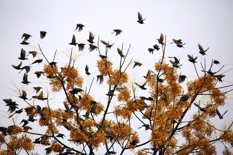 400 Birds Fly Away Tree Stock Photos - Free & Royalty-Free Stock Photos ...