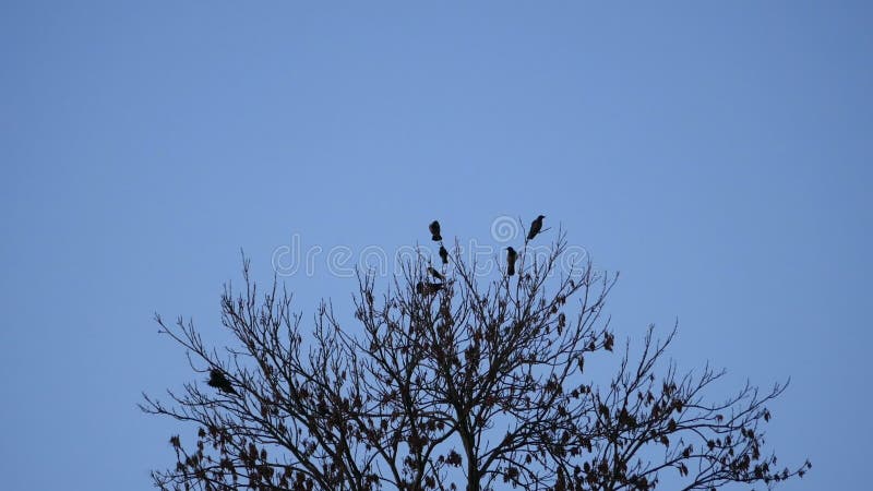 Birds Flying Away from the Tree Stock Footage - Video of natural, color ...