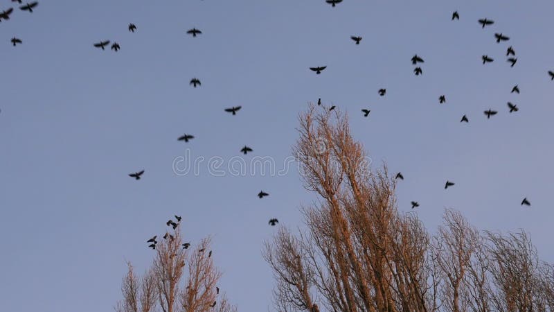 Birds Flying in V Formation in the Blue Sky Stock Video - Video of lake ...
