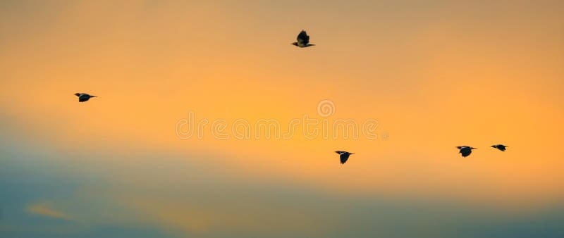 Birds flying stock photo. Image of sunset, warmblooded - 33188924