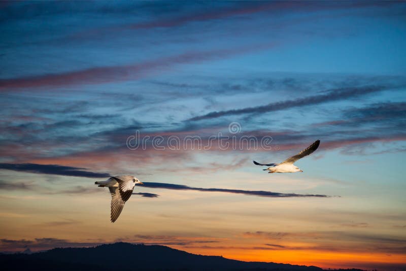 Birds flying back home stock image. Image of home, nature - 54848271