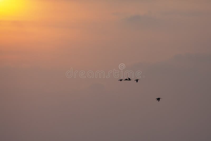 Birds is Flying Back To Its Nest when the Sun is Setting Stock Image ...
