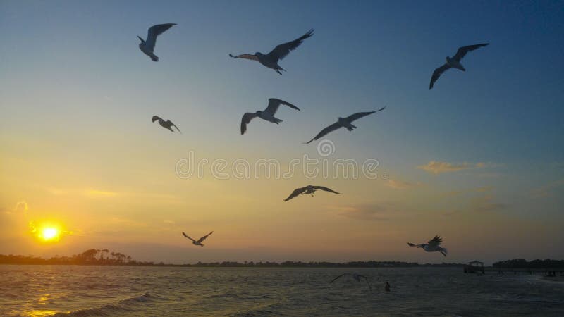 Birds flying at the beach. stock photo. Image of beautiful - 124213326