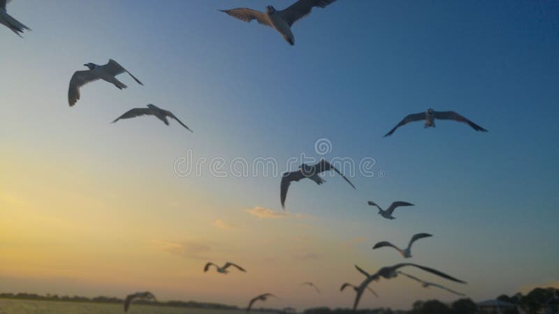 Birds flying at the beach. stock image. Image of water - 124213341