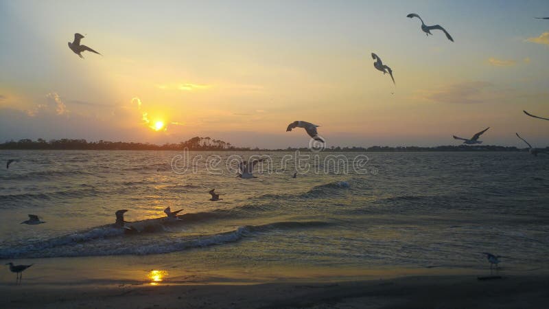 Birds flying at the beach. stock photo. Image of calming - 124213350