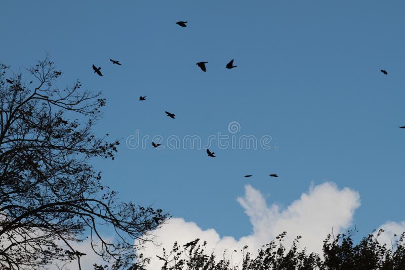 Birds flying stock photo. Image of scandinavian, danish - 125076216