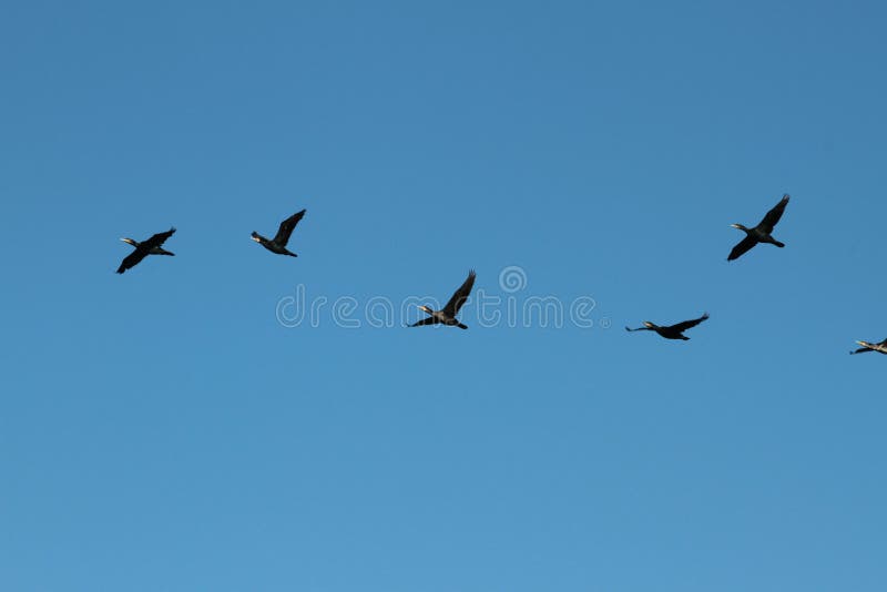 Birds flying stock image. Image of denmark, nature, bird - 125076593