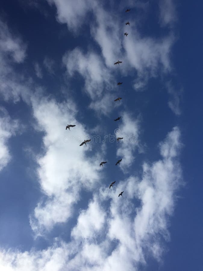 Birds flying stock image. Image of formation, clouds - 124984535
